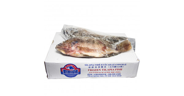 Frozen Tilapia Fish in Box